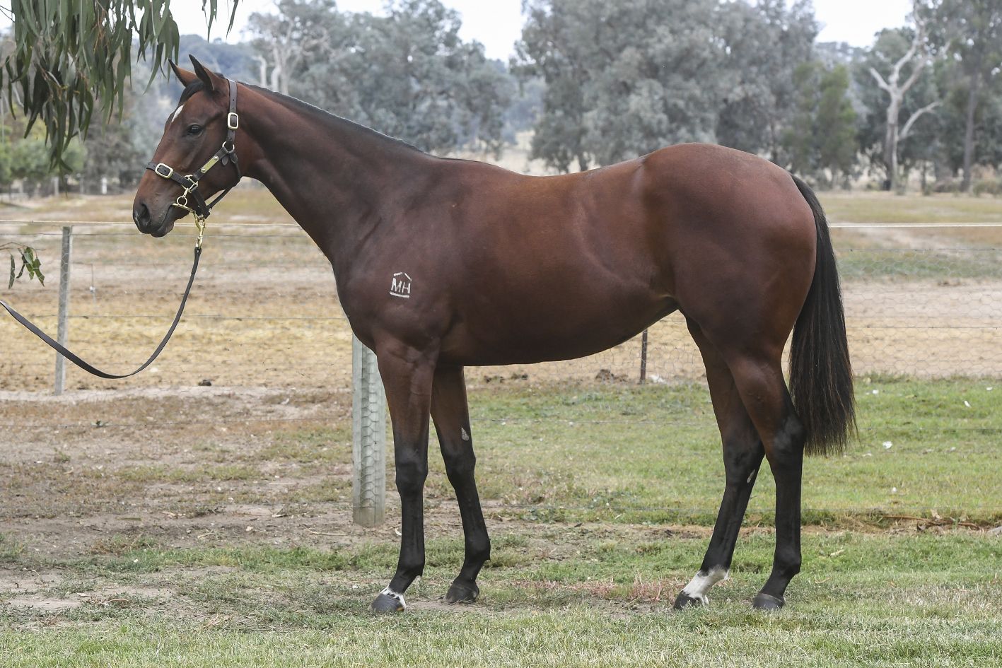 Sioux Nation filly out of Absorb, a Redoute's Choice Mare